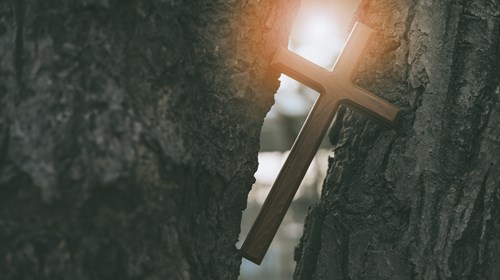 A Tale of Two Trees | Preaching Today